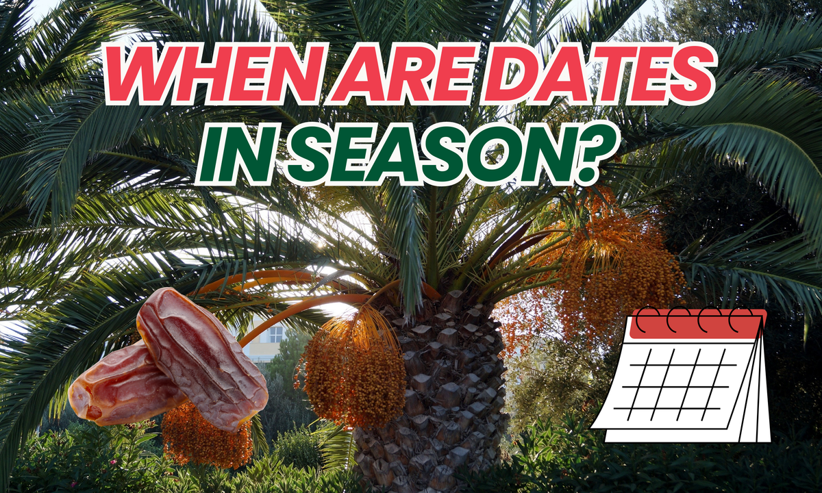 When Are Dates in Season? A Guide to Harvesting and Availability ...